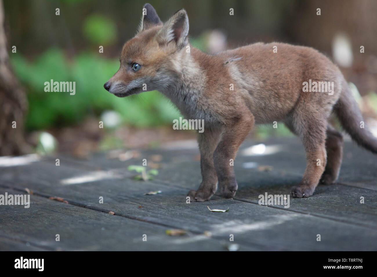 A young fox cub in a suburban garden in south London drinks from a ...