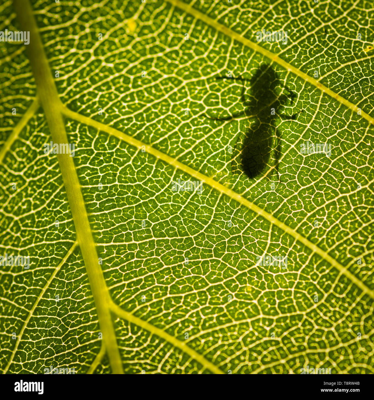 An insect on a flowering cherry tree leaf viewed from behind with the ...