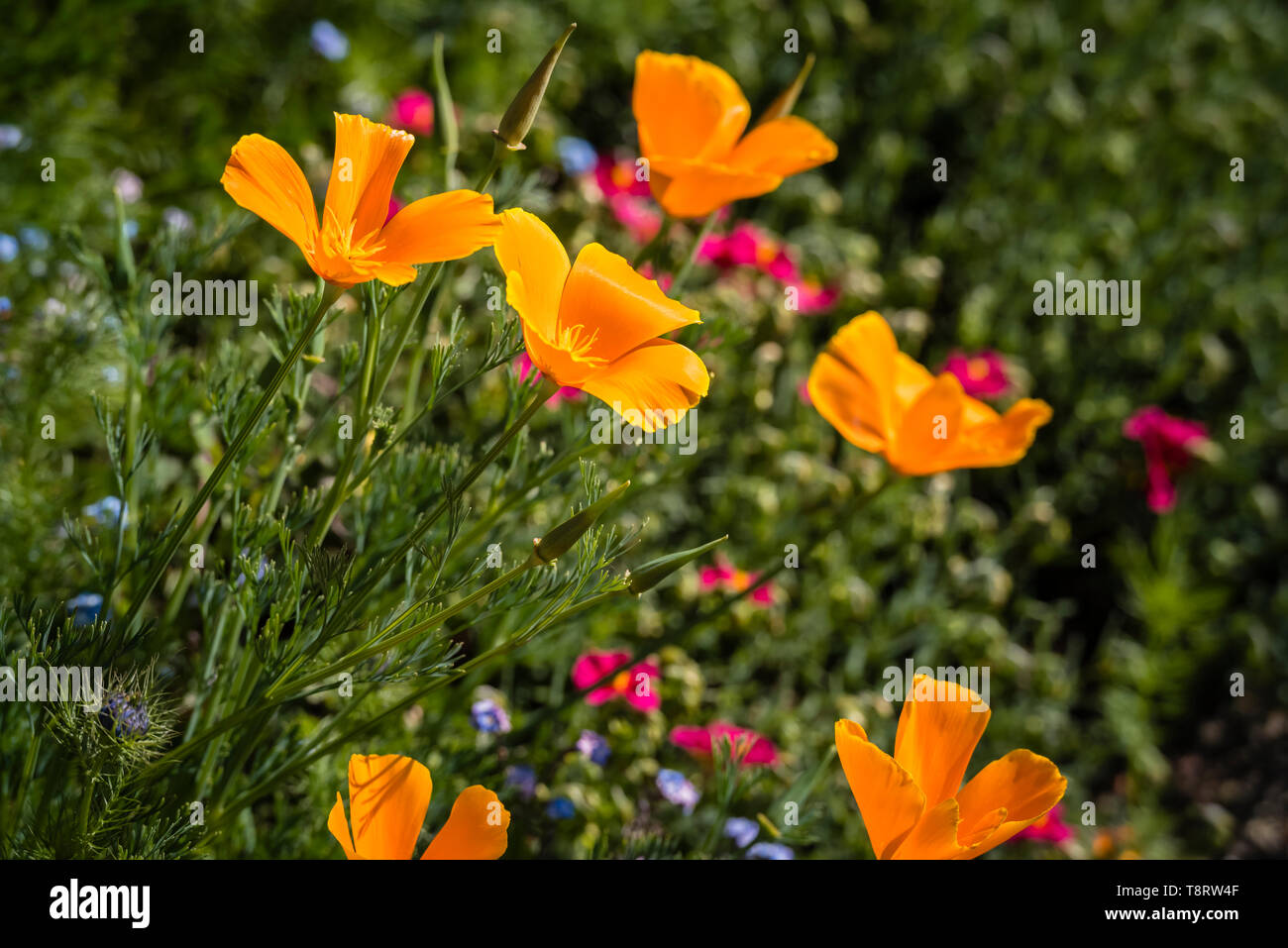 Golden yellow/orange California poppies (Eschscholzia californica ...