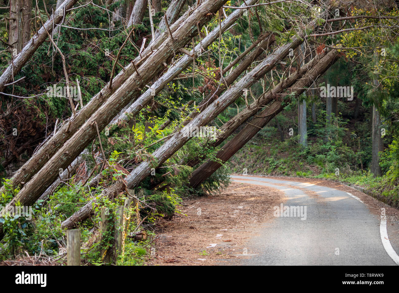 Fallen trees after typhoon winds over small road in mountain forest ...