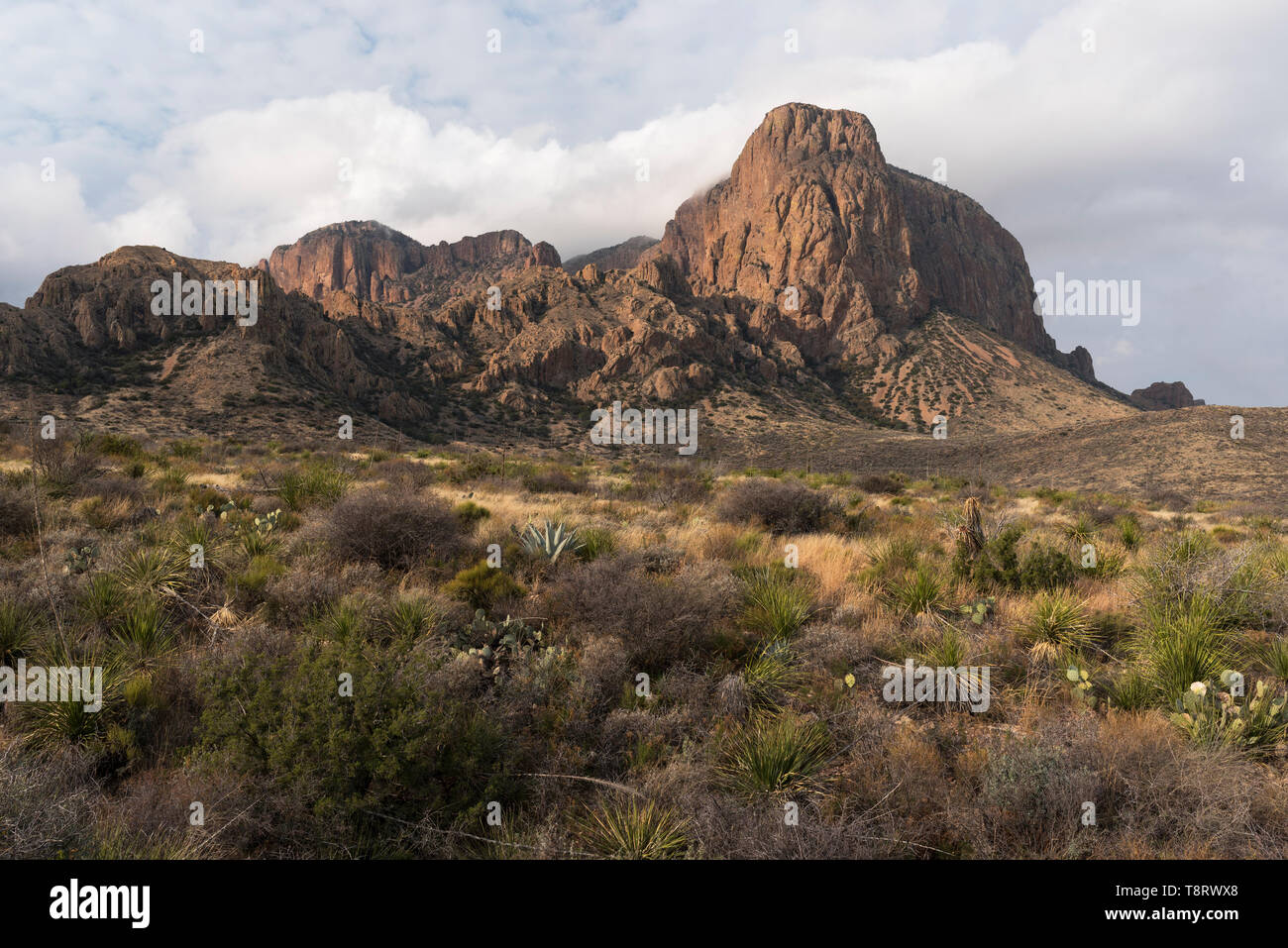 Chihuahuan desert nature park hi-res stock photography and images - Alamy