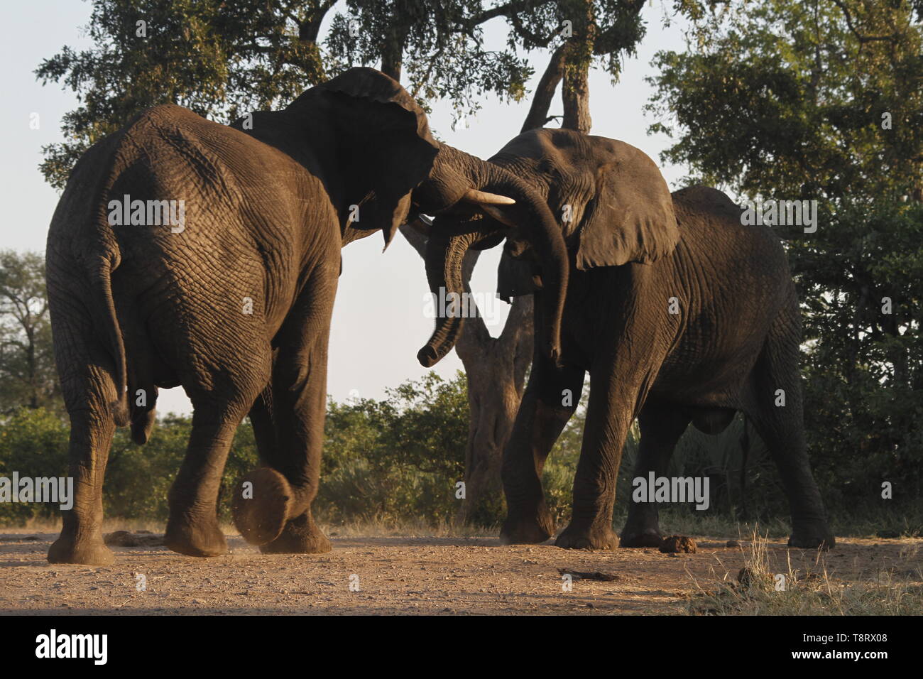 Elephants mating hi-res stock photography and images - Alamy