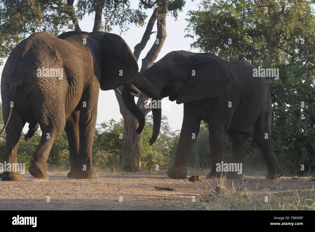 two male Elephants fighting Stock Photo - Alamy