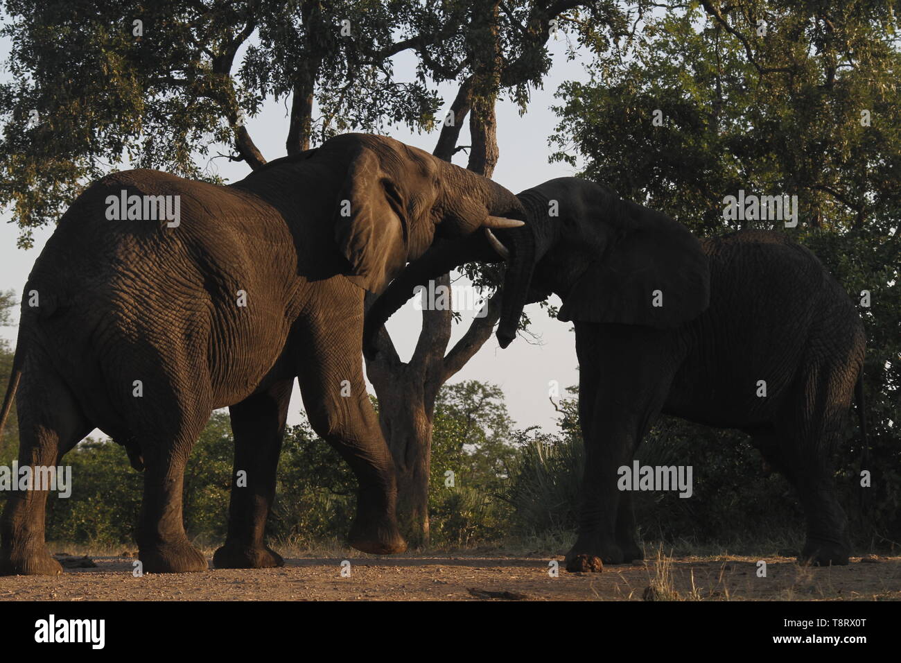 African elephants mating hi-res stock photography and images - Alamy