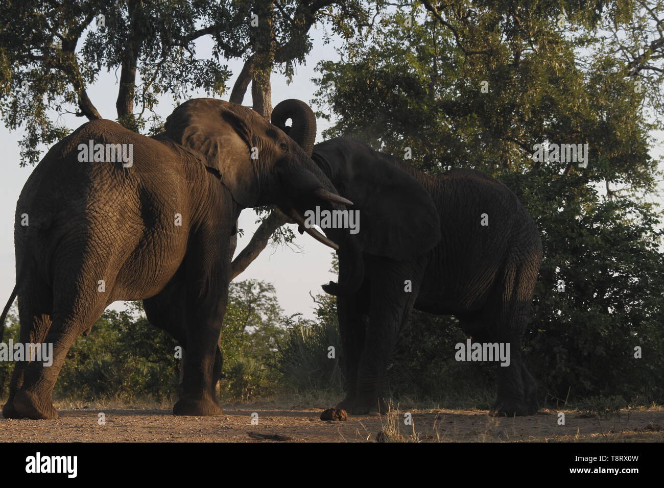 African elephant mating hi-res stock photography and images - Alamy