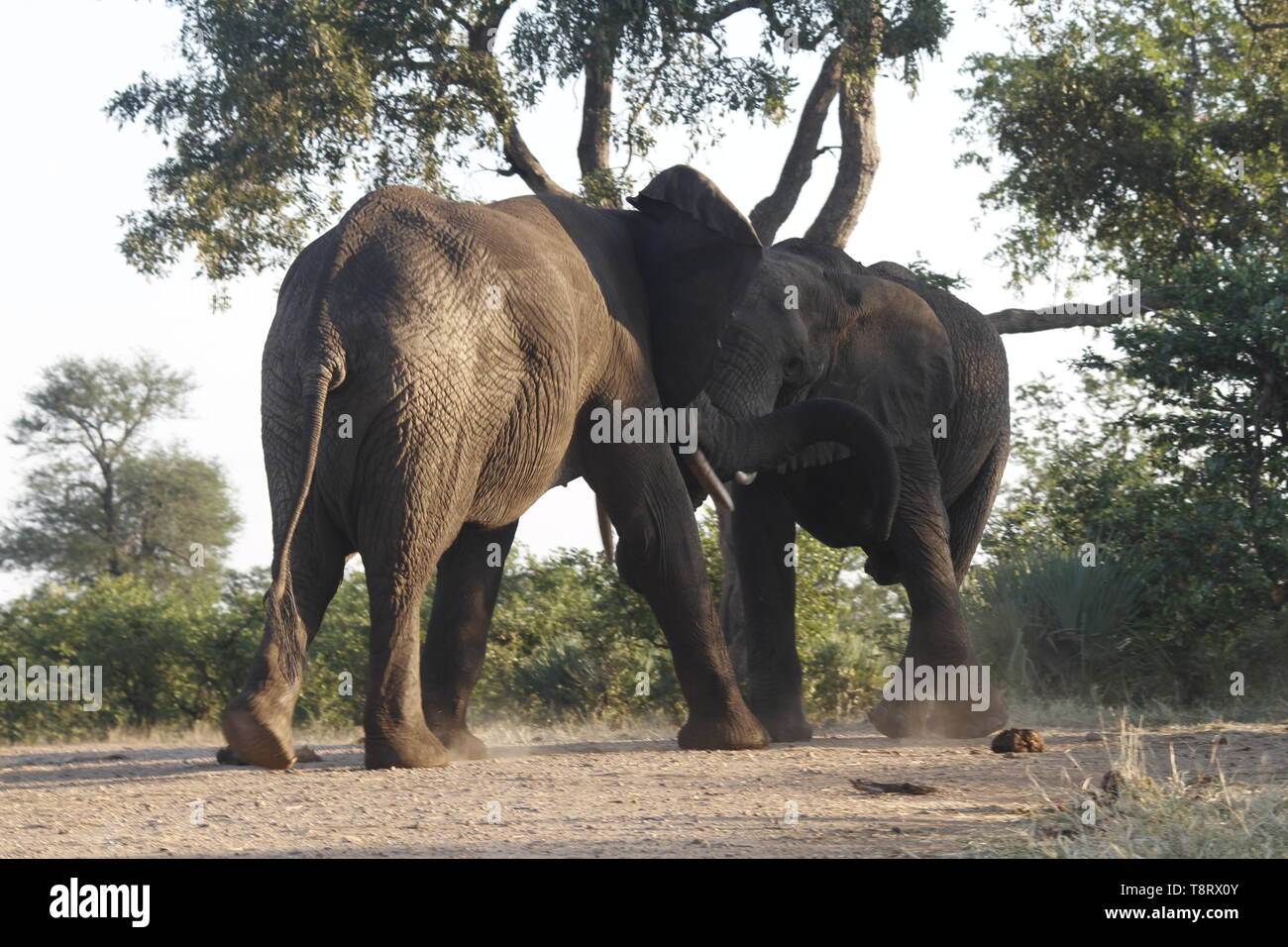 Elephants mating hi-res stock photography and images - Alamy