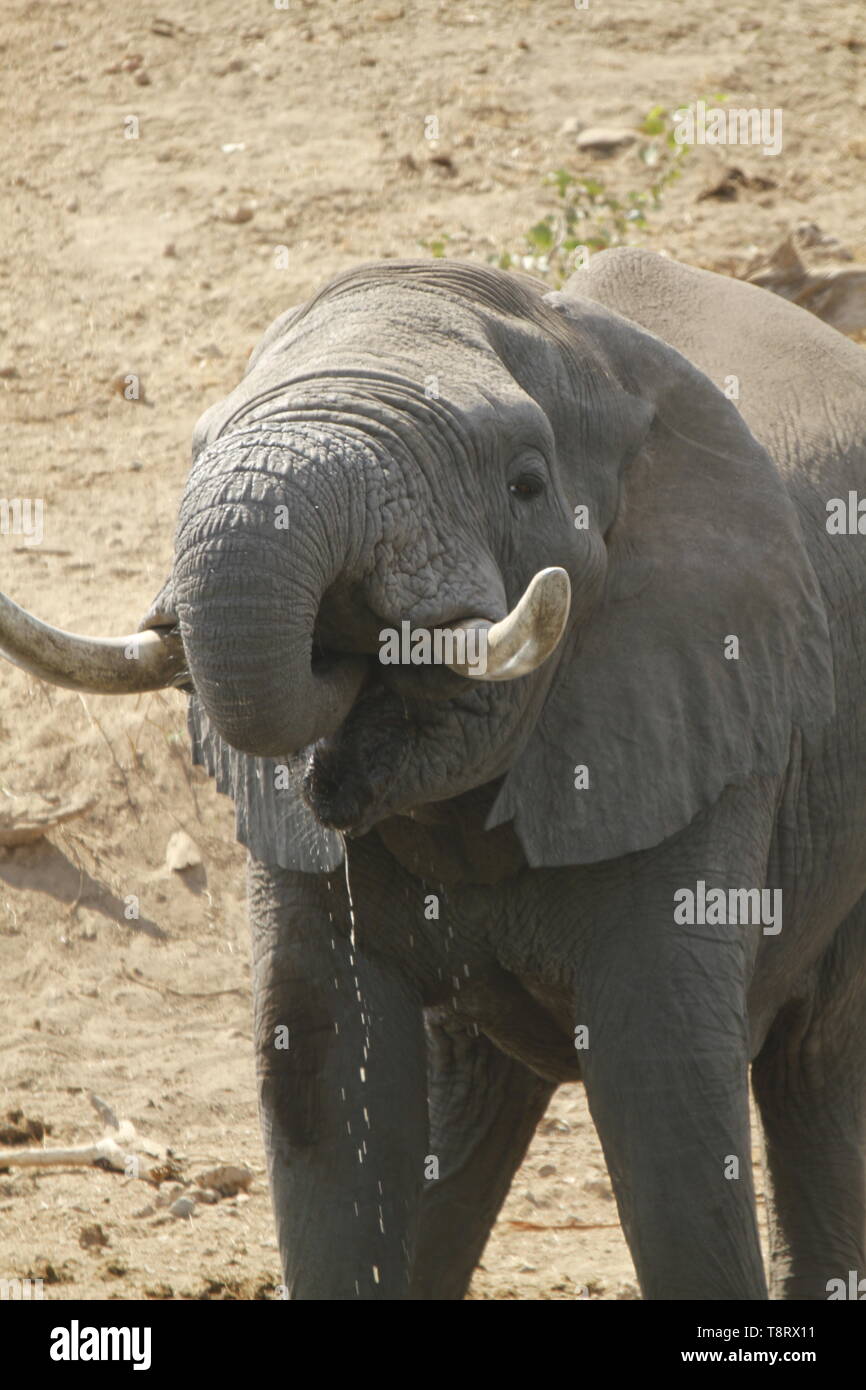 Lone Elephant drinking Stock Photo - Alamy