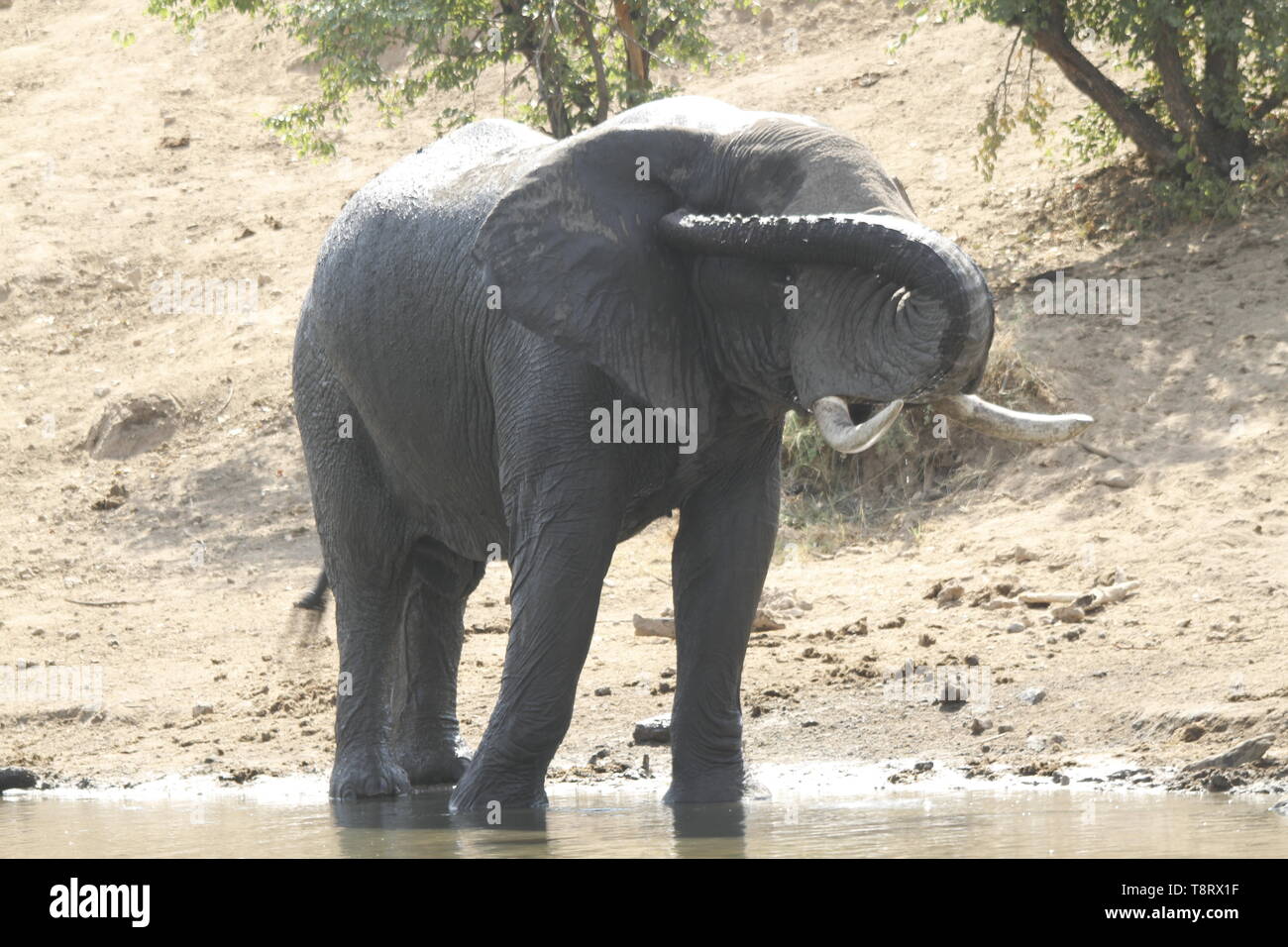 African elephant using tusks hi-res stock photography and images - Alamy