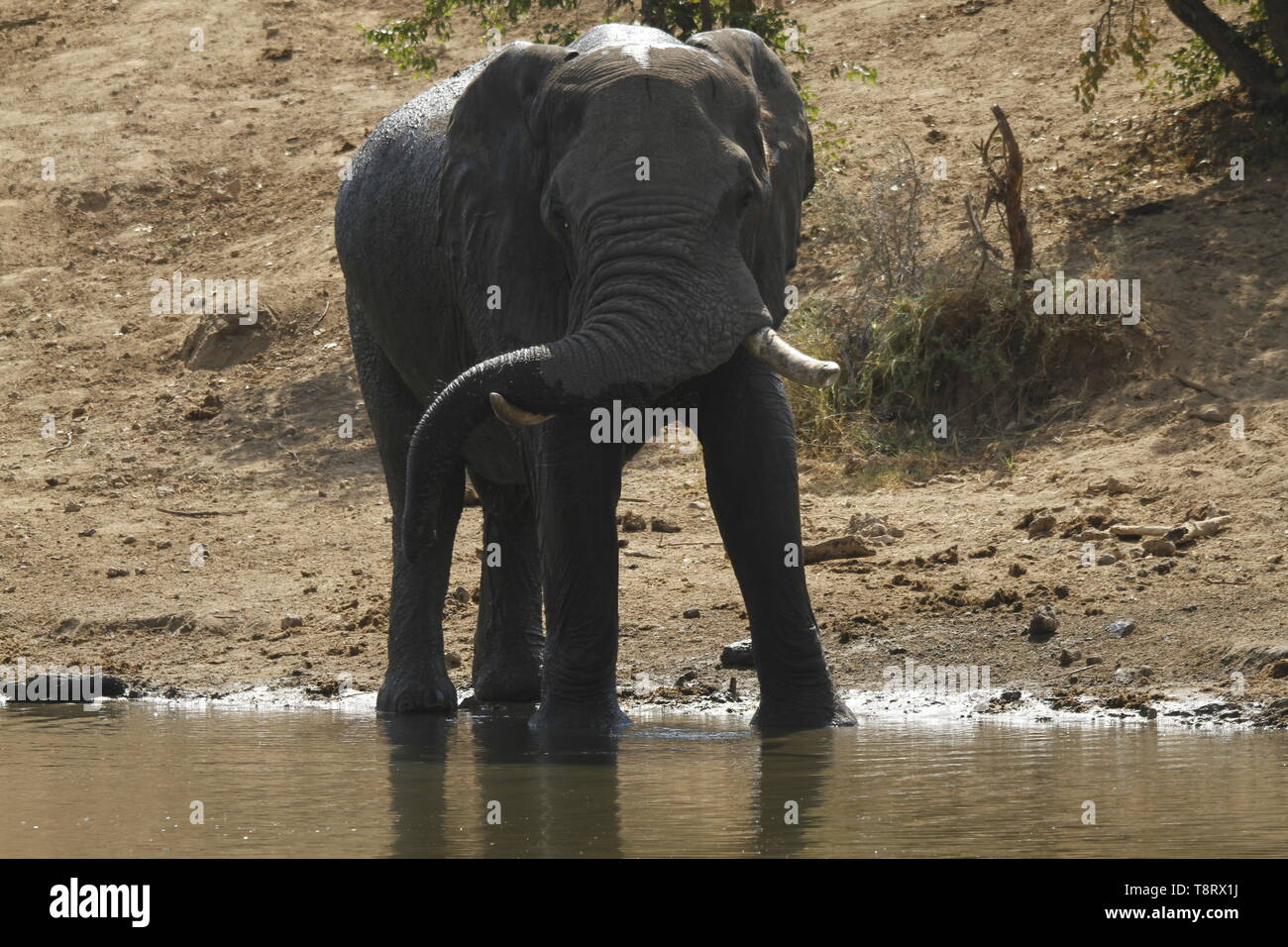 Bush elephant drinking water hi-res stock photography and images - Alamy