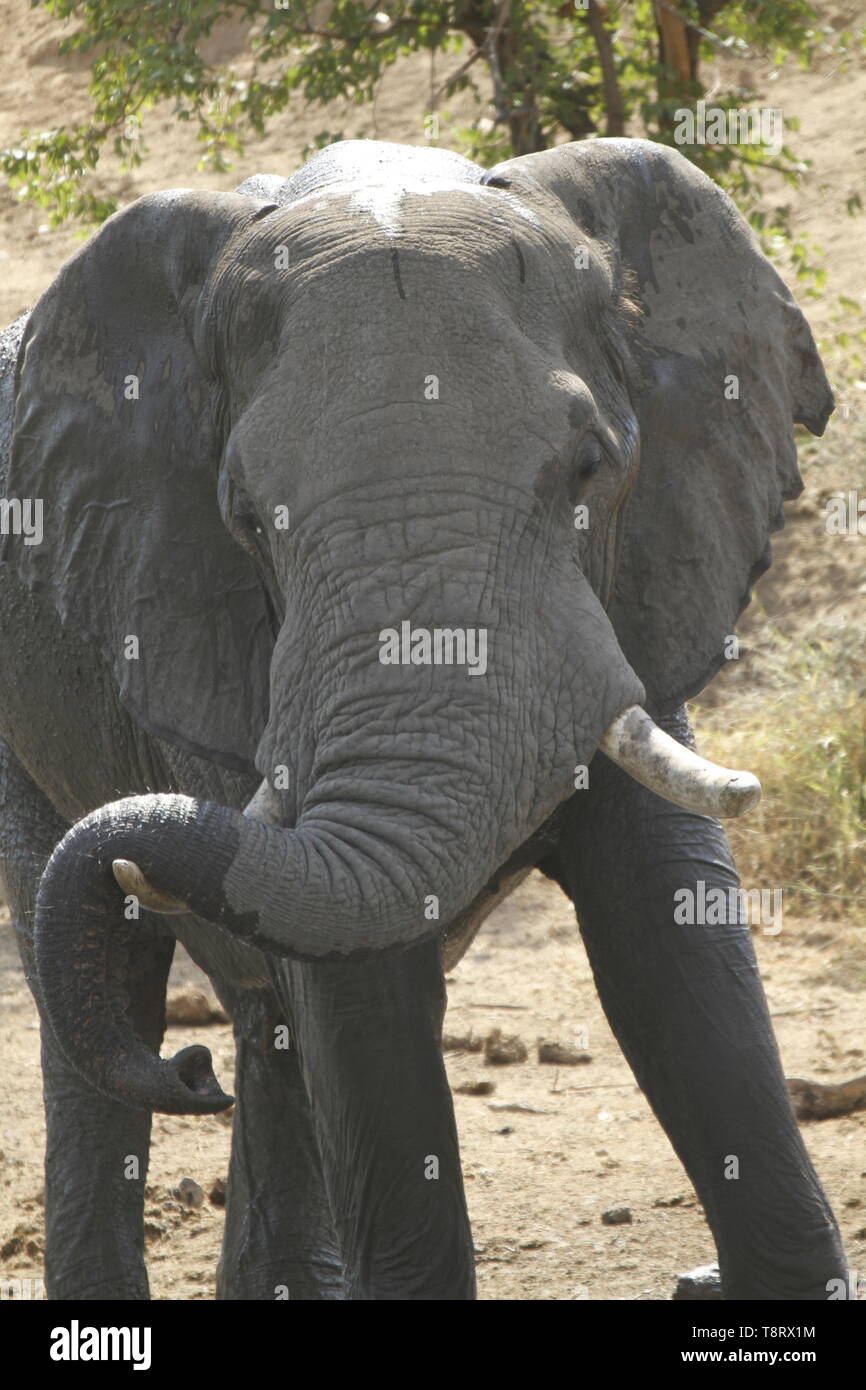 Lone Elephant drinking Stock Photo - Alamy