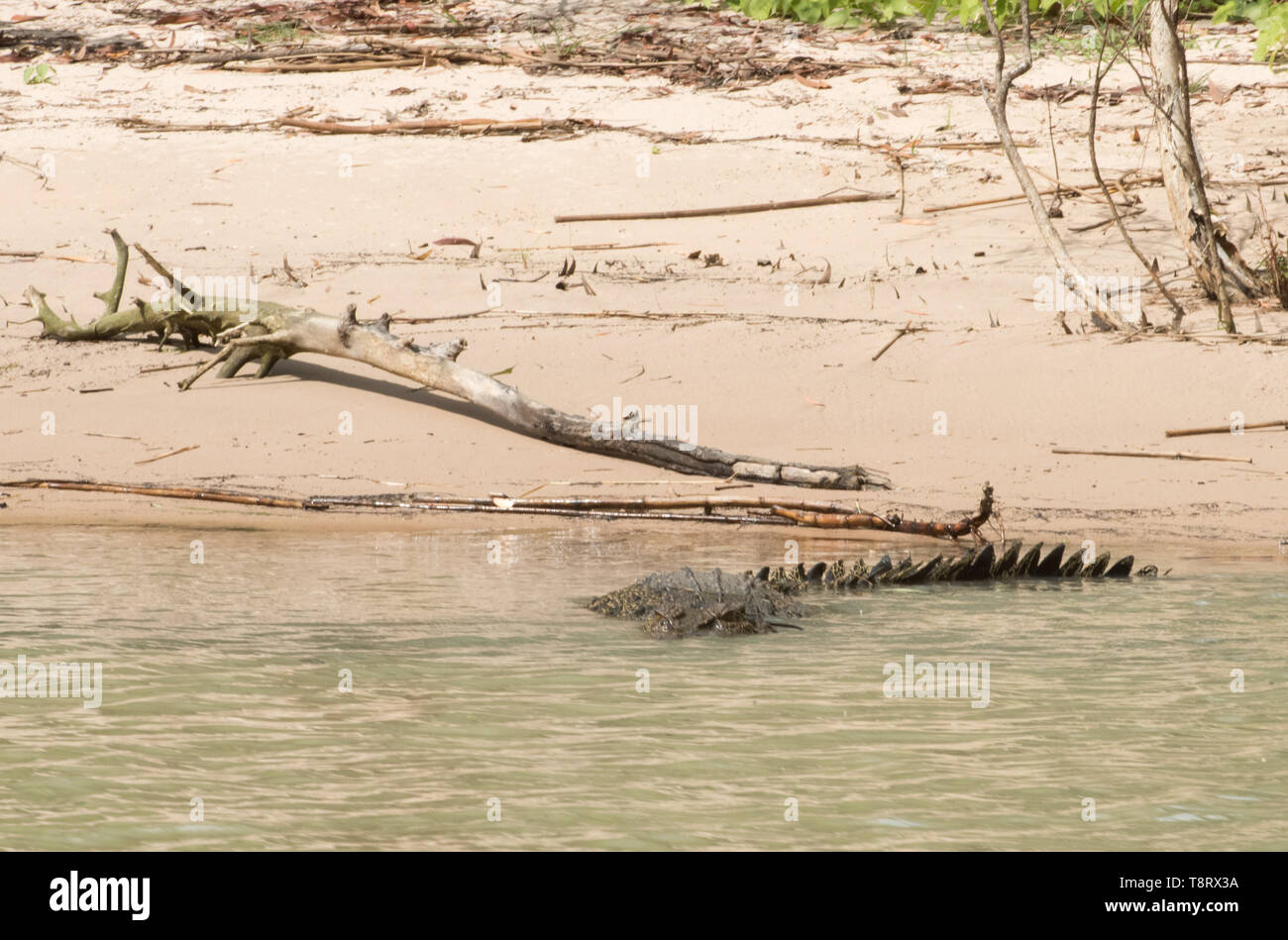 A large saltwater crocodile swimming in the Mary River with visible ...
