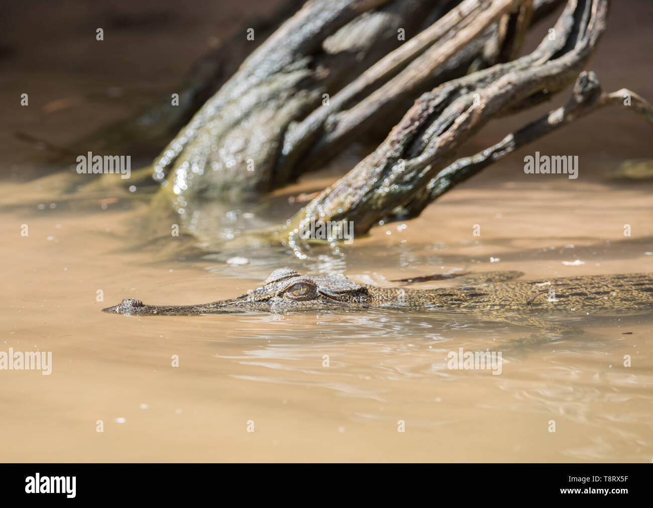 A juvenile saltwater crocodile floating in the Mary River in Kakadu ...