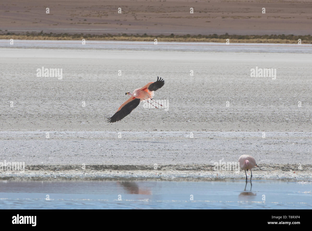 Flying James's flamingo (Phoenicoparrus jamesi), Eduardo Avaroa ...
