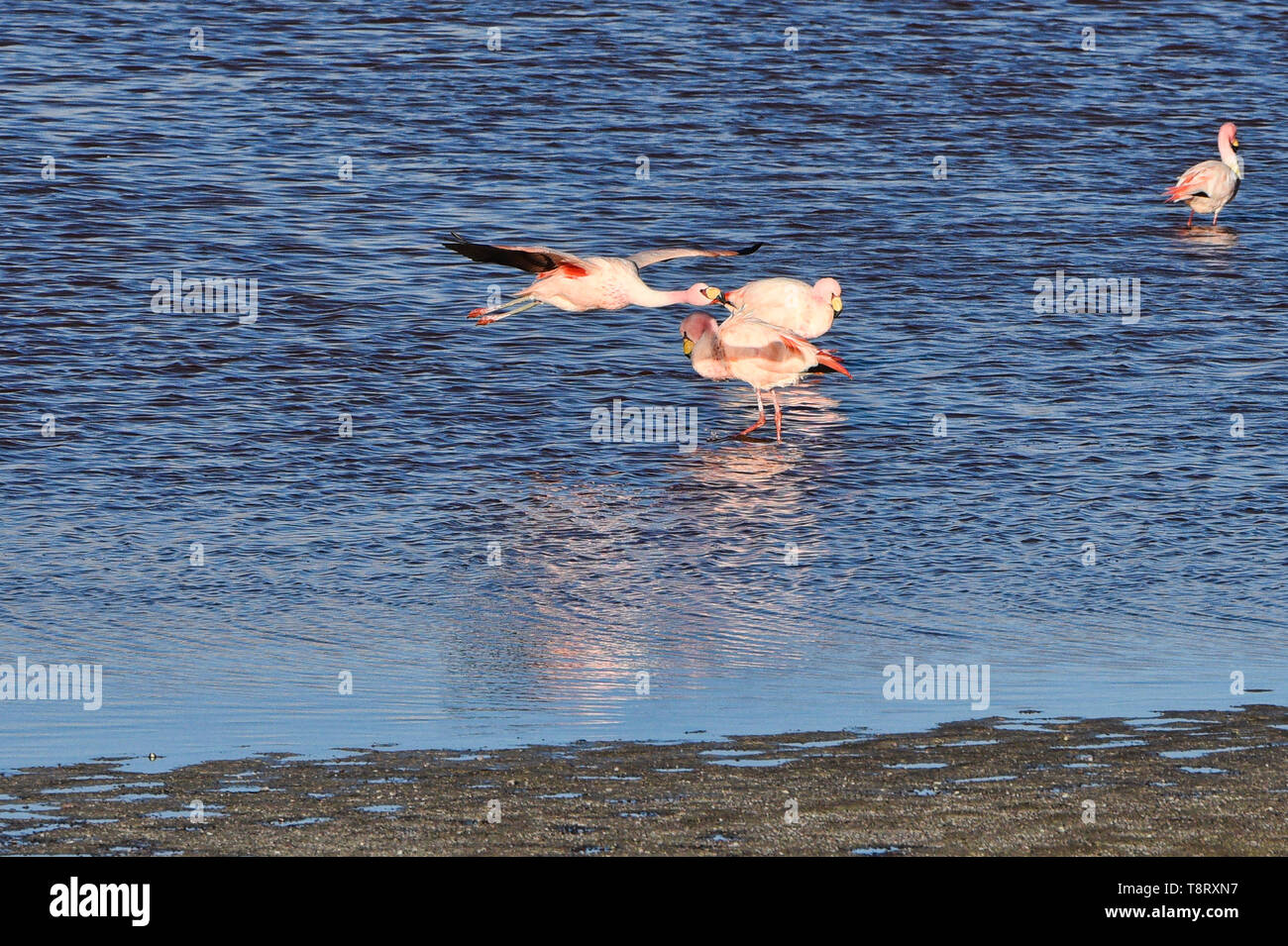 Flying James's flamingos (Phoenicoparrus jamesi), Eduardo Avaroa ...