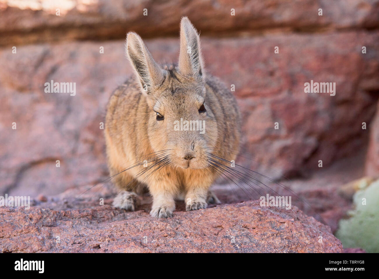 Curious southern viscacha (Lagidium viscacia), Salar de Uyuni, Bolivia ...