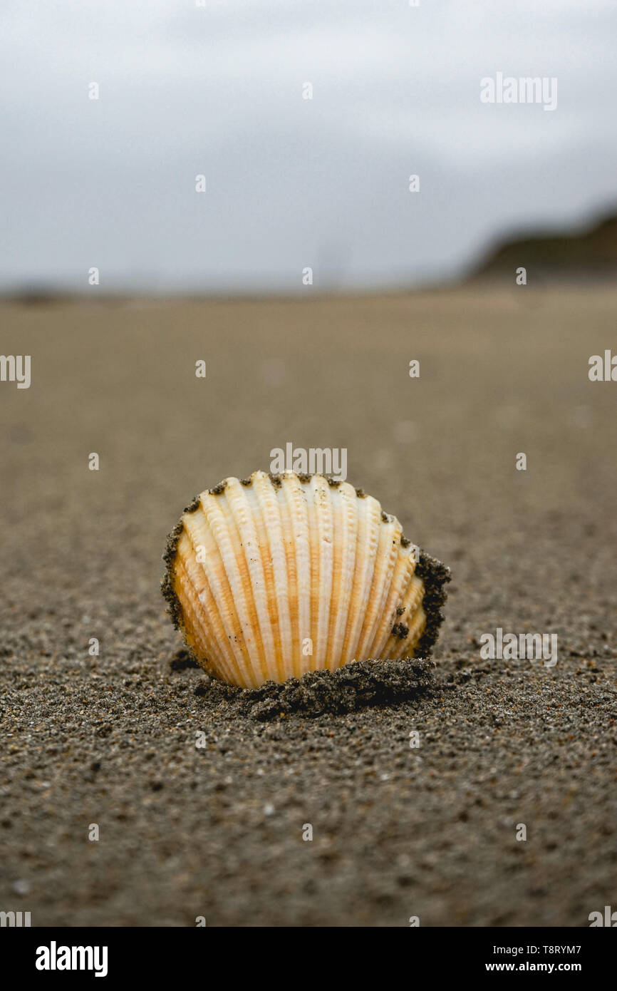 Shell sticking up on sandy beach Stock Photo - Alamy