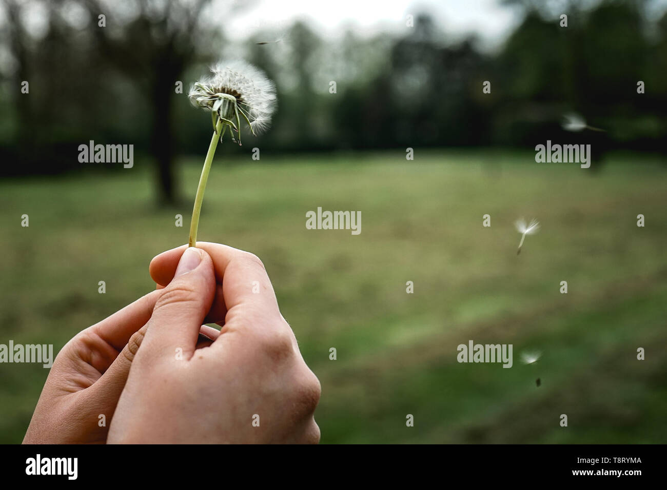 Blowing seeds hi-res stock photography and images - Alamy