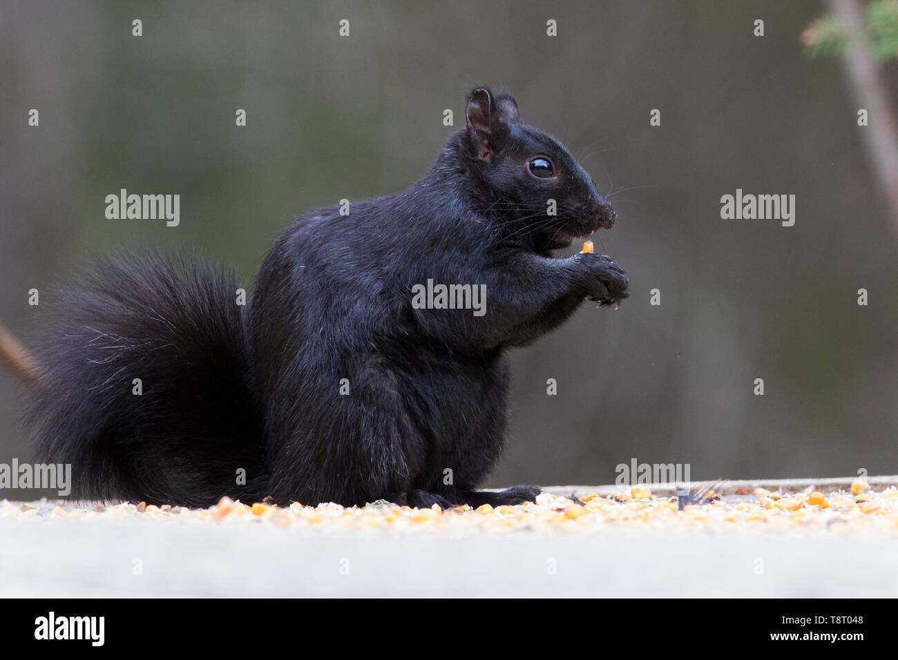 Name For Black Squirrel