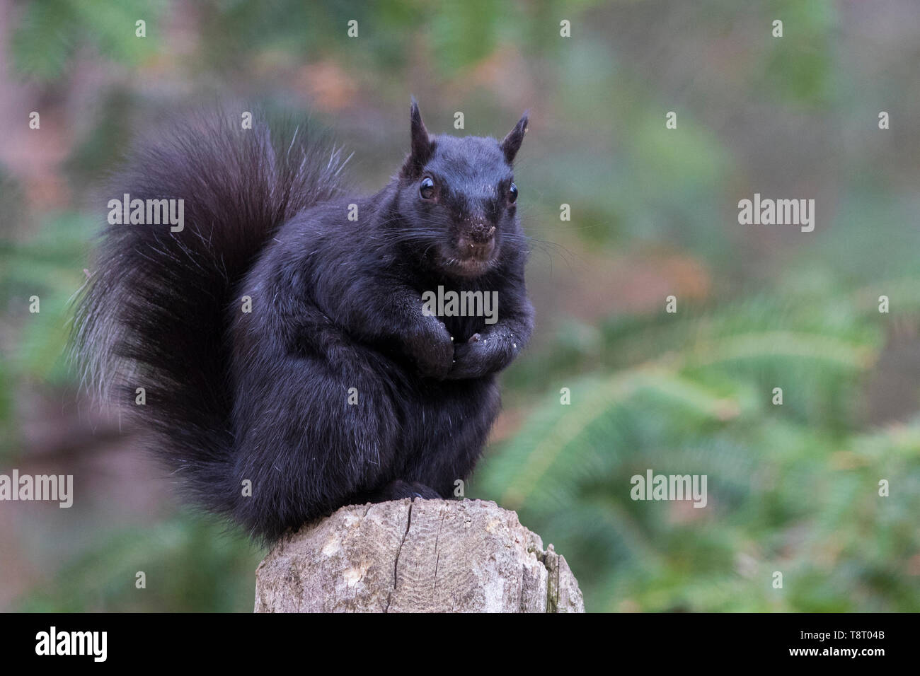 An extremely rare black and white squirrel, Sciurus carolinensis ...