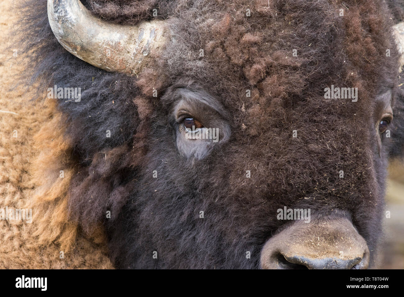 Huge male american bison portrait Stock Photo - Alamy