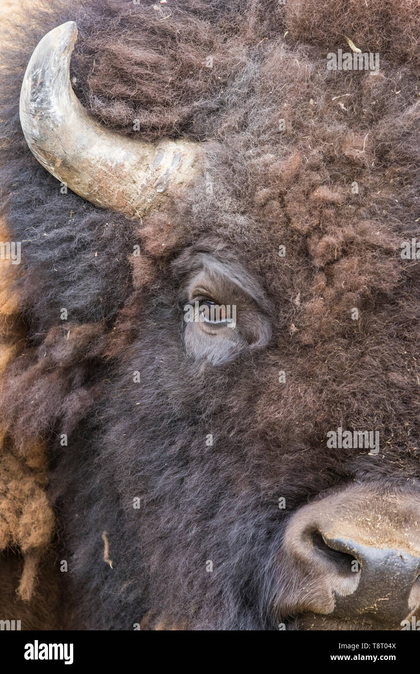 Huge male american bison portrait Stock Photo - Alamy