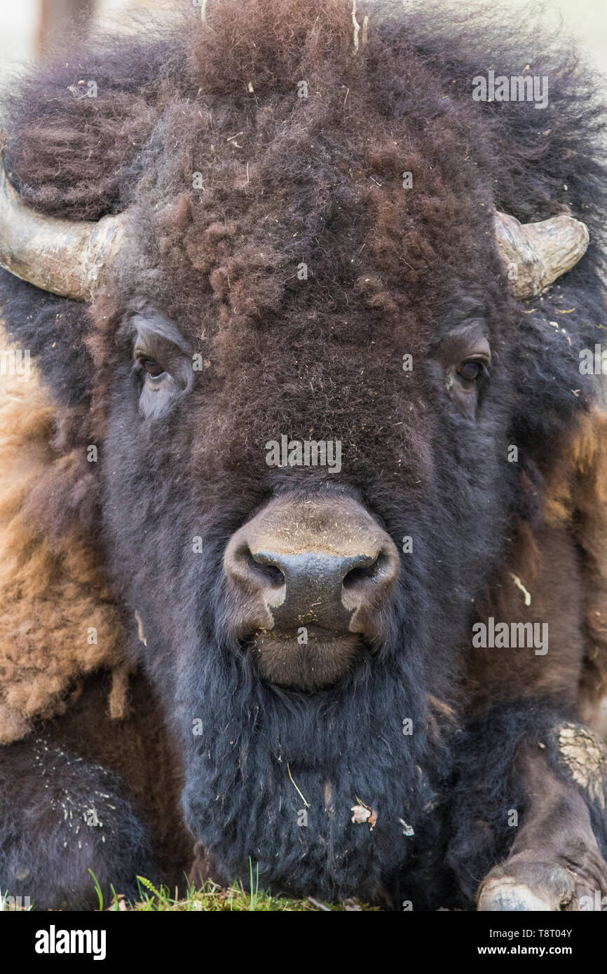 Bison portrait hi-res stock photography and images - Alamy