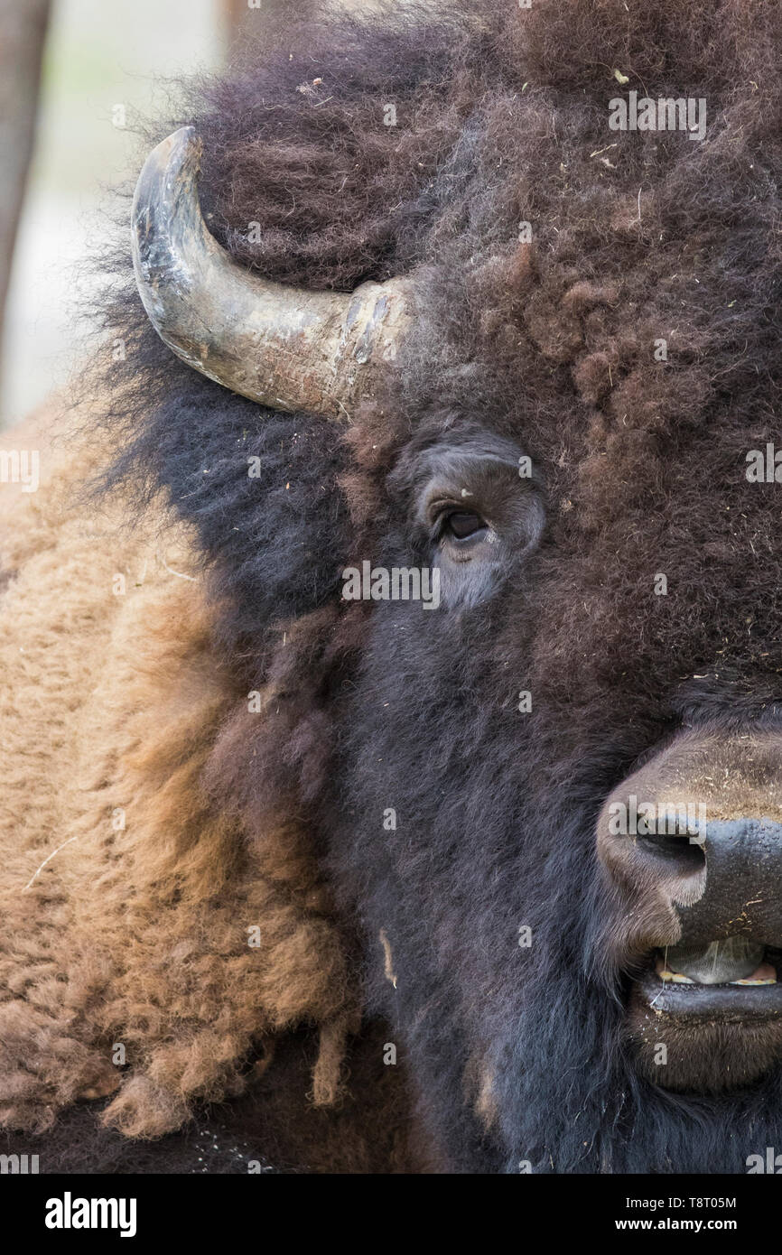 Huge male american bison portrait Stock Photo - Alamy