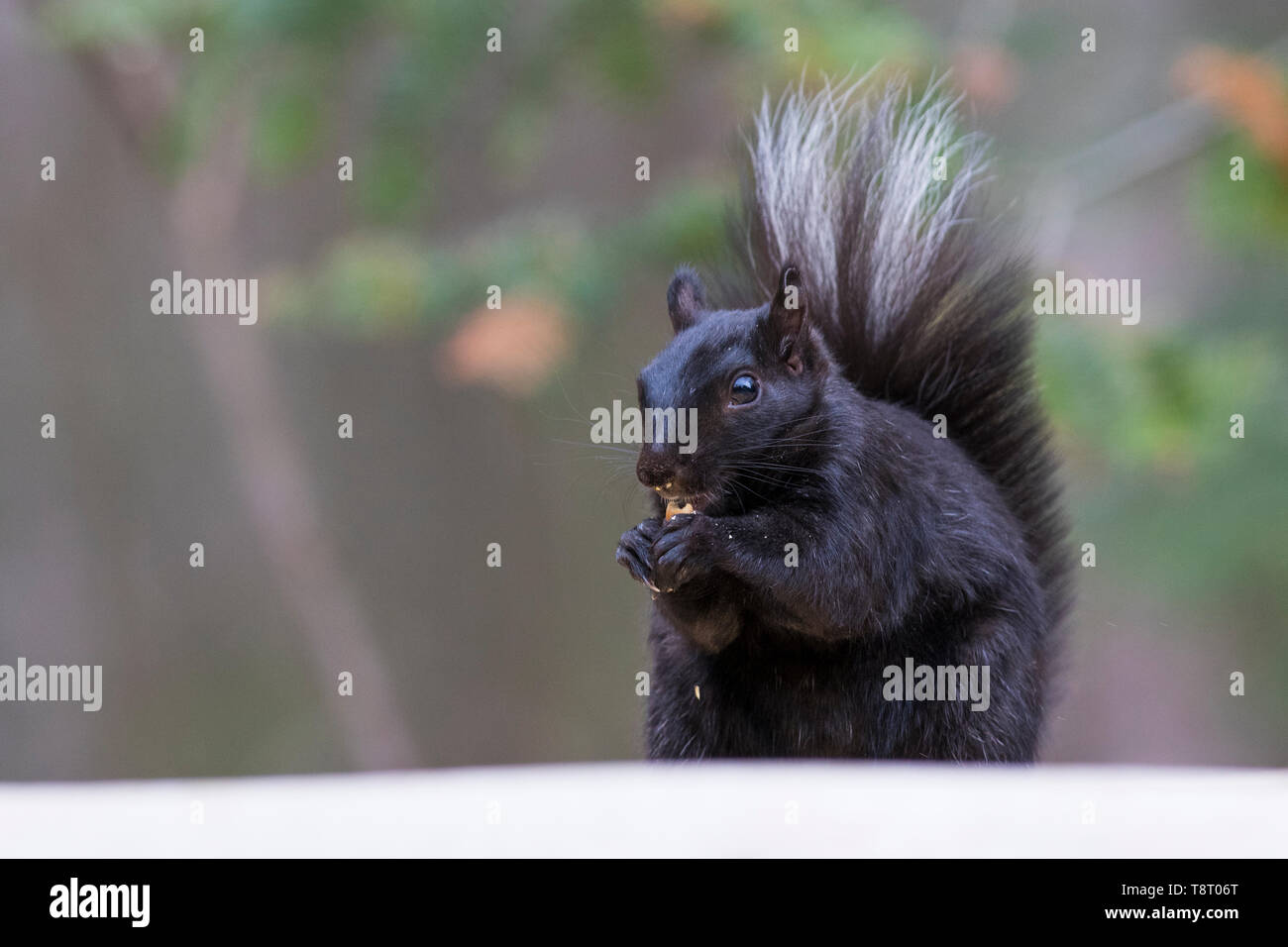 An extremely rare black and white squirrel, Sciurus carolinensis ...