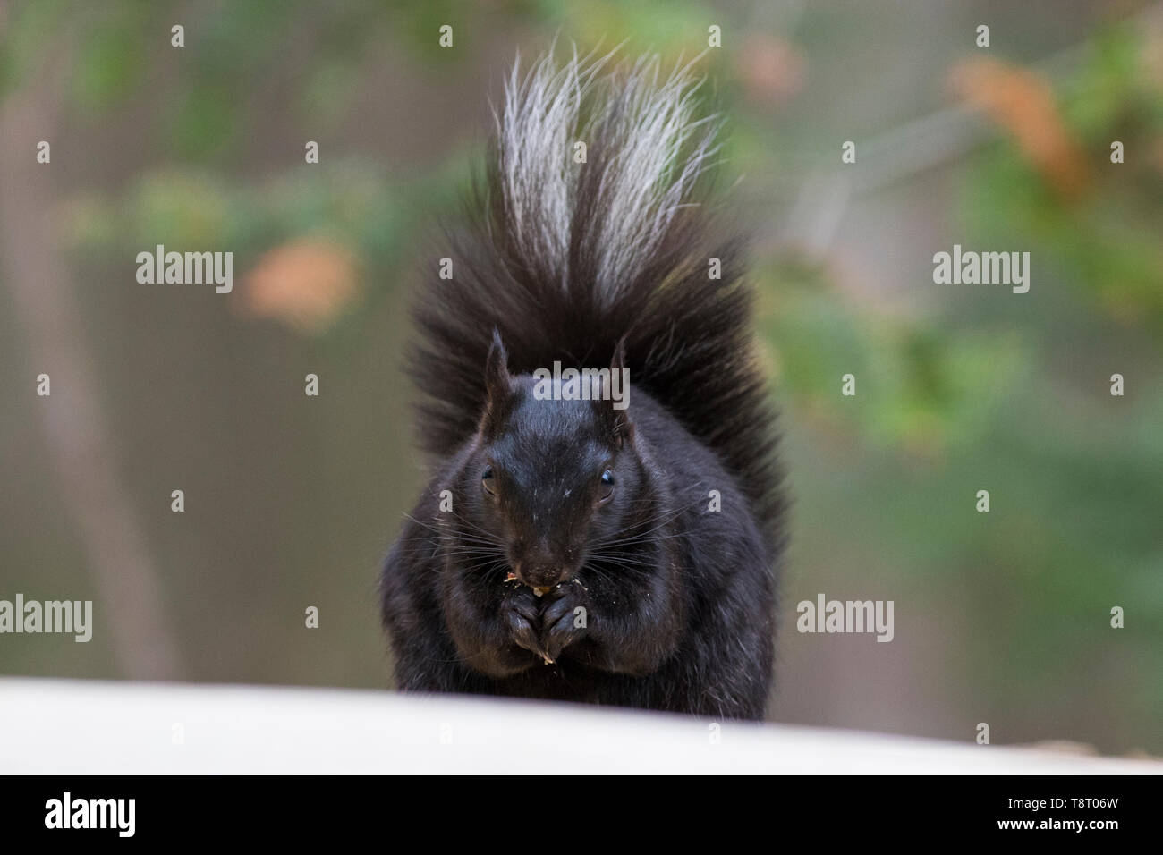 An extremely rare black and white squirrel, Sciurus carolinensis ...