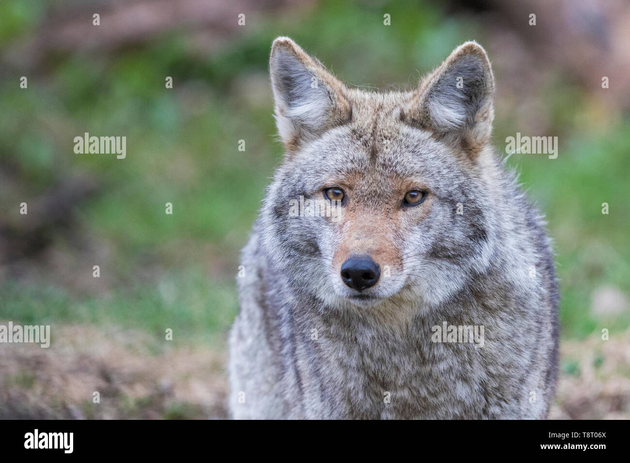Coyote portrait in spring Stock Photo - Alamy