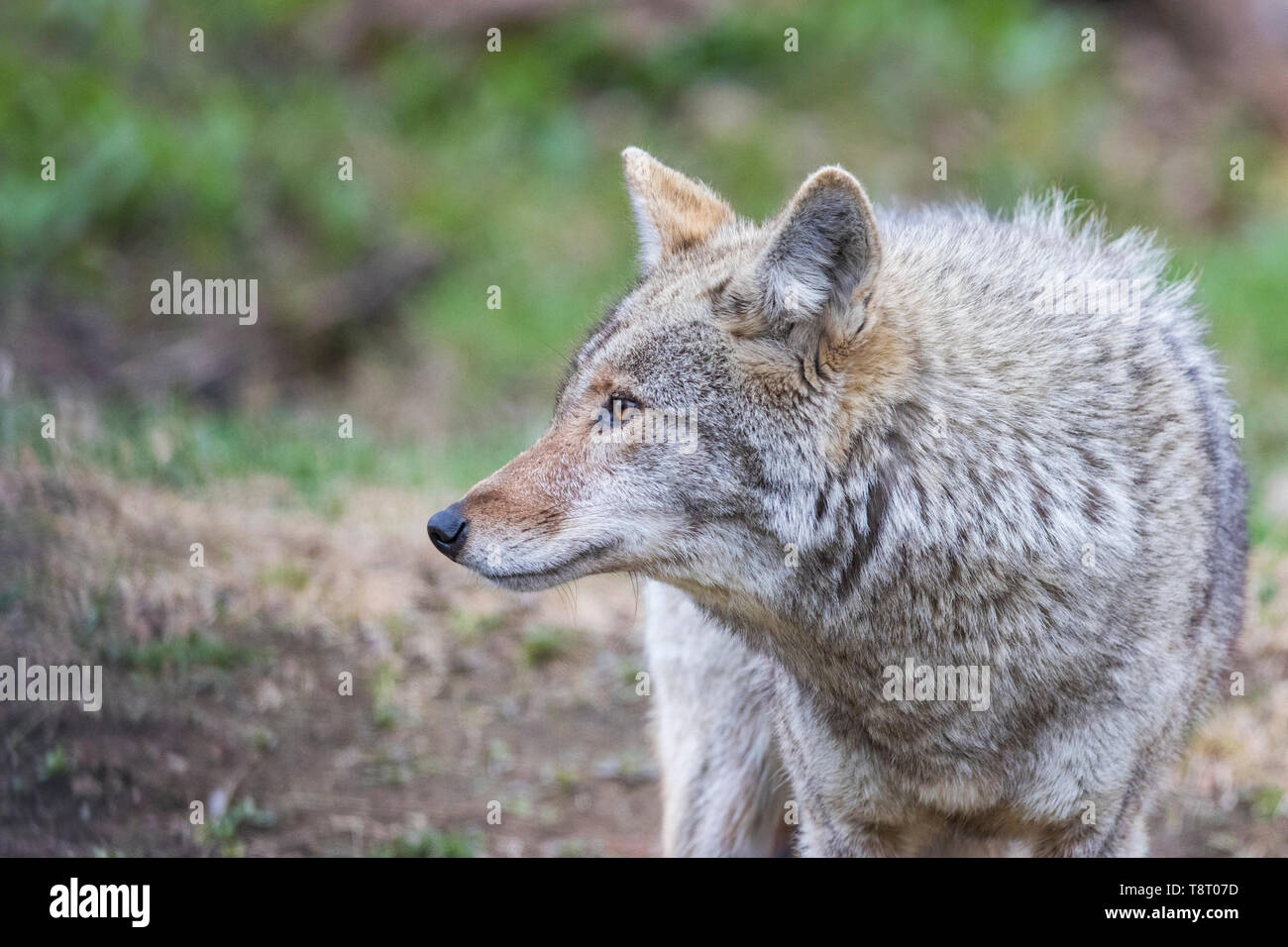 Adult coyotes hi-res stock photography and images - Alamy