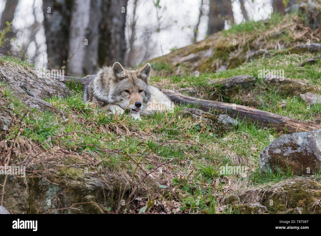Coyote in british columbia hi-res stock photography and images - Alamy