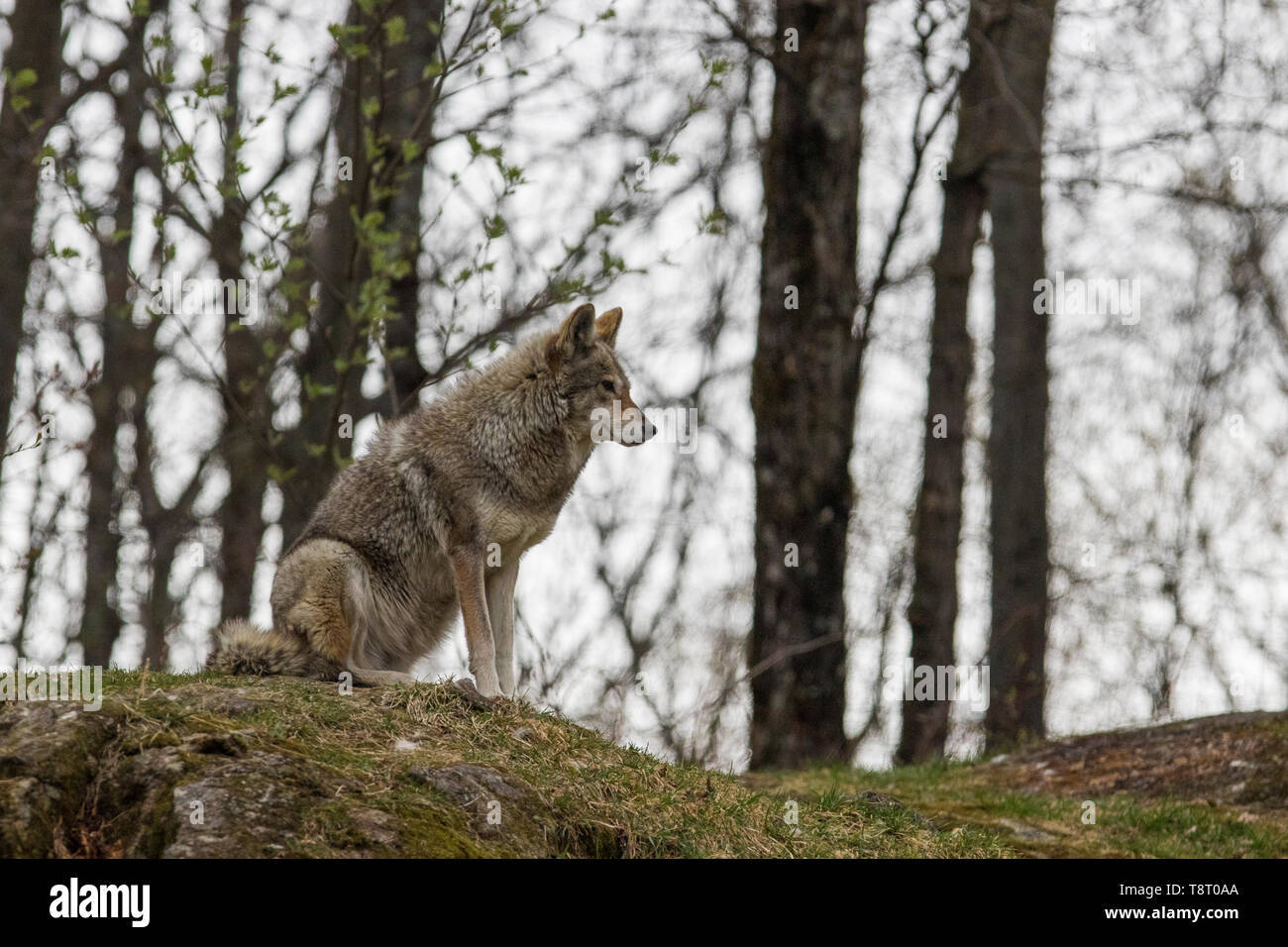 Coyote portrait in spring Stock Photo - Alamy