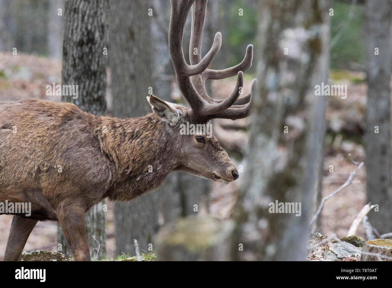 red deer stag in spring Stock Photo - Alamy