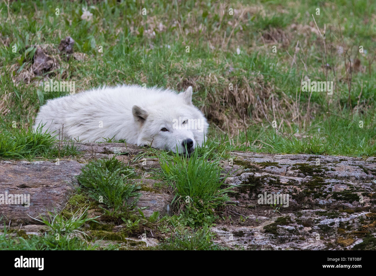 Wolf in the spring hi-res stock photography and images - Alamy