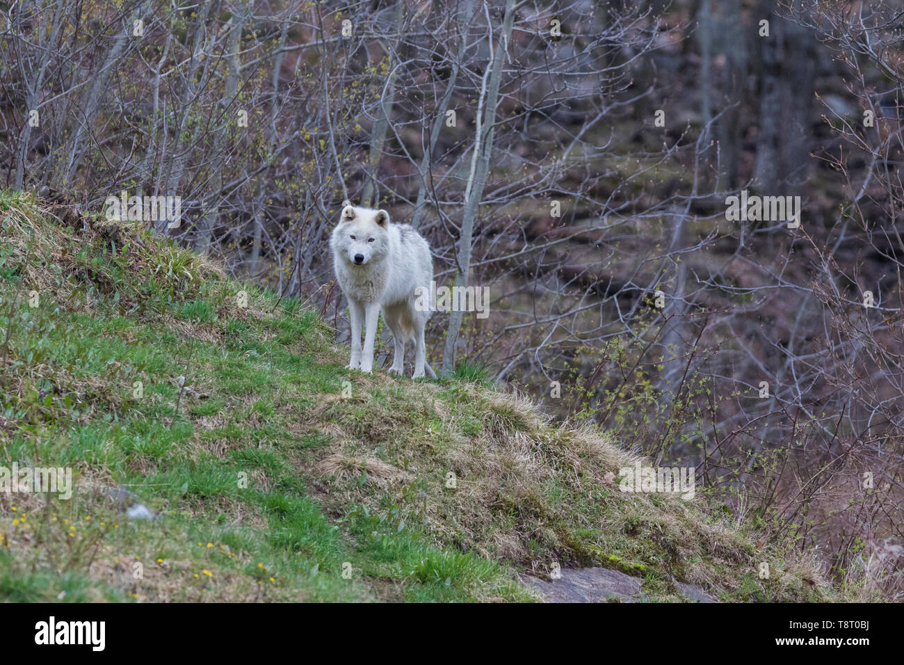 Arctic wolf in spring Stock Photo - Alamy