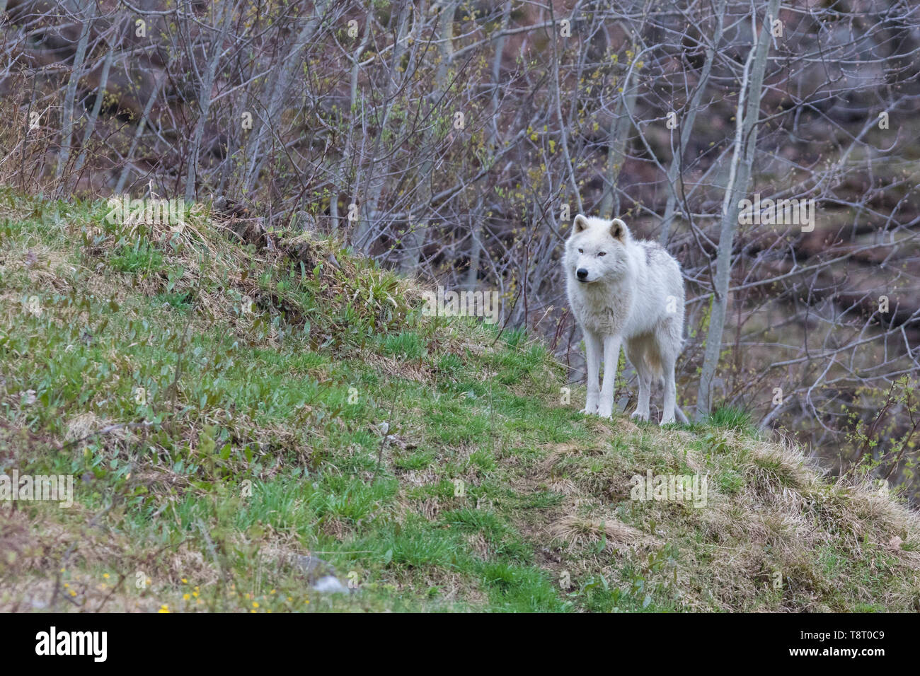 Wolf in the spring hi-res stock photography and images - Alamy