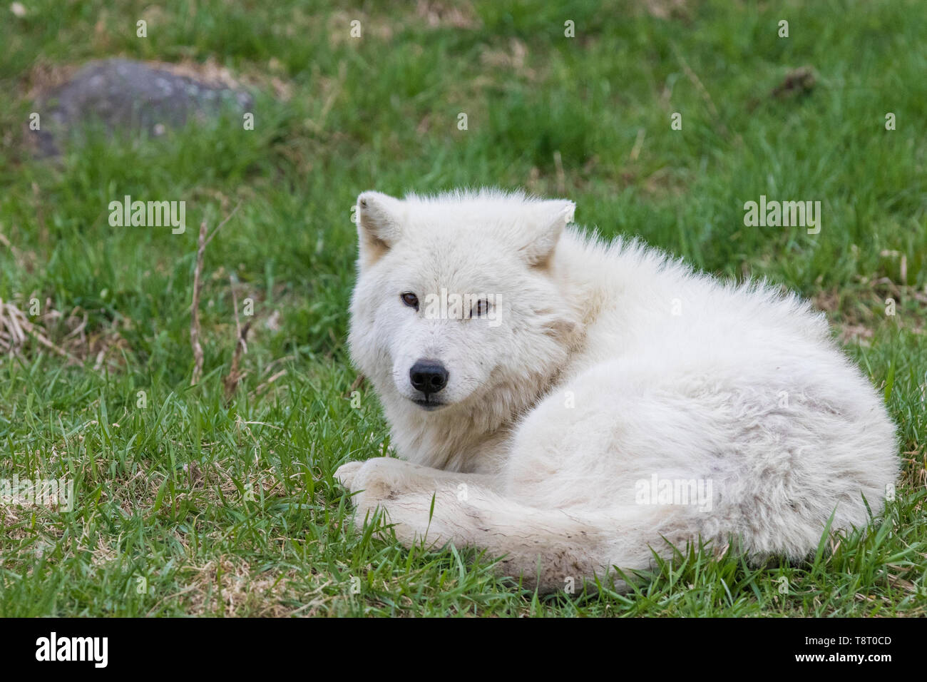 Arctic wolf in spring Stock Photo - Alamy
