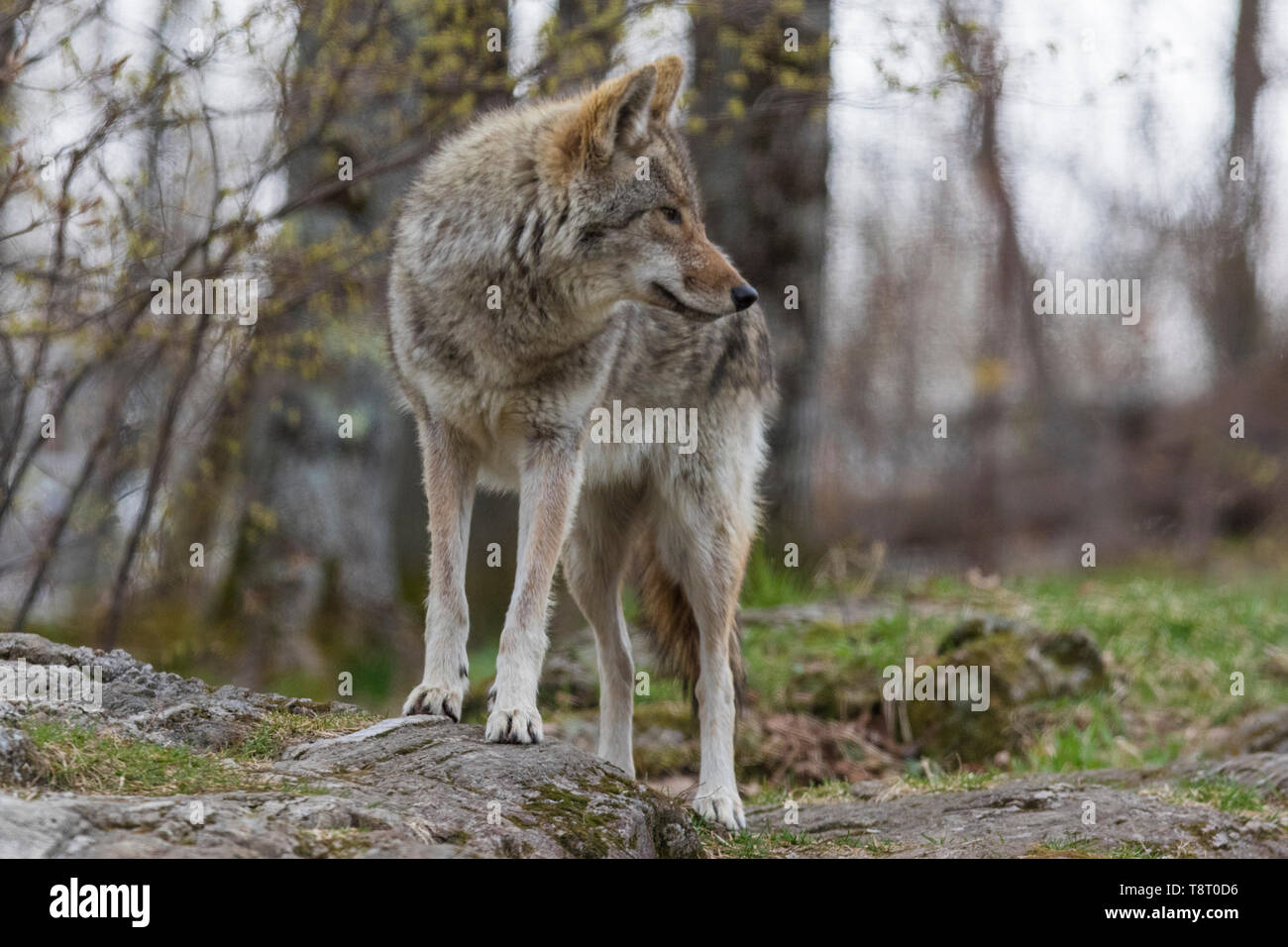Coyote portrait in spring Stock Photo - Alamy