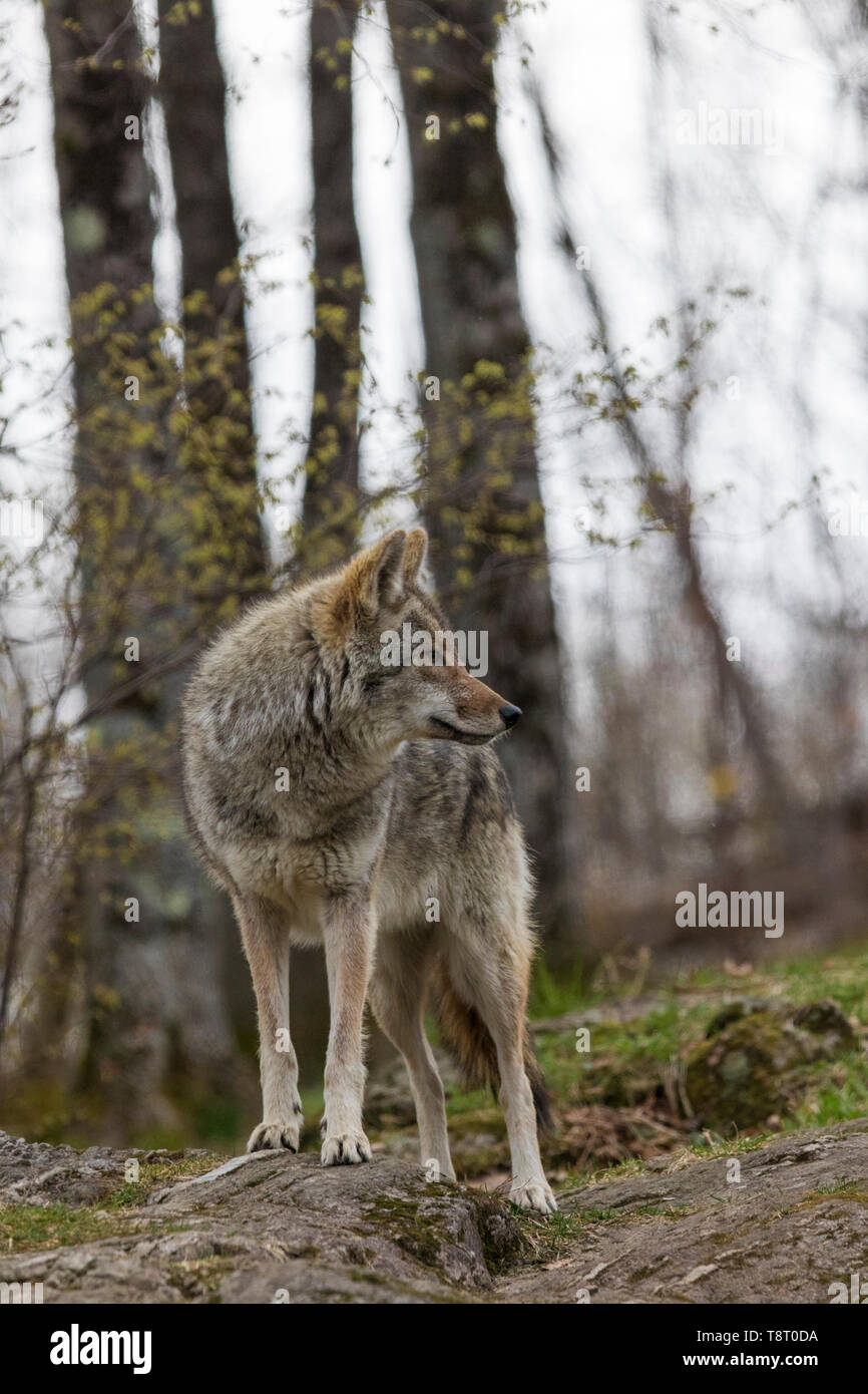 Coyote portrait in spring Stock Photo - Alamy