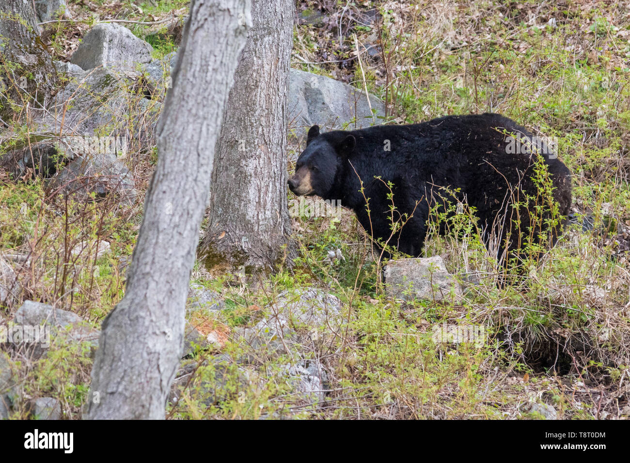 Bear attack national park hi-res stock photography and images - Alamy