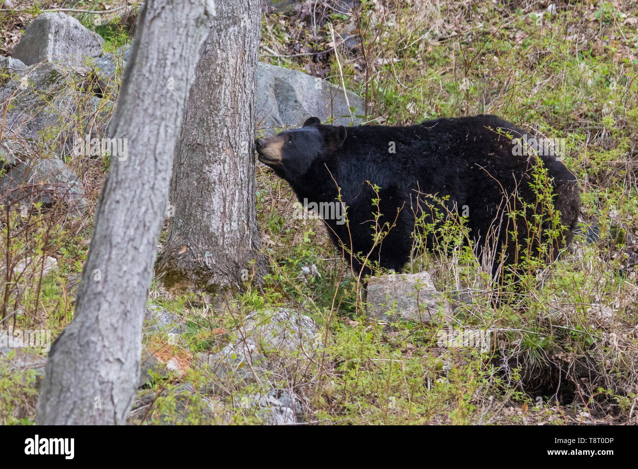 black bear in spring Stock Photo - Alamy