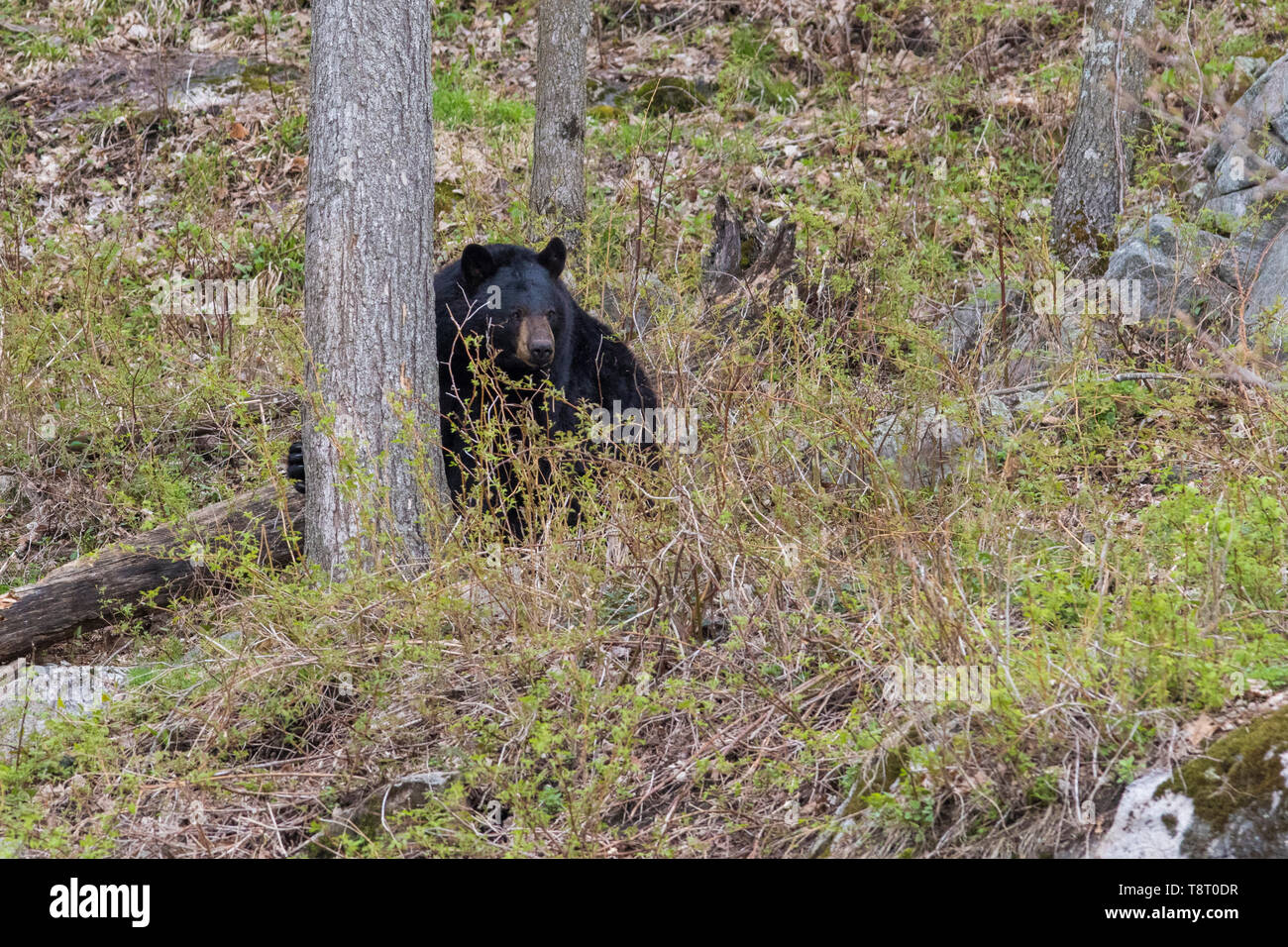 Black bear wilderness hi-res stock photography and images - Alamy