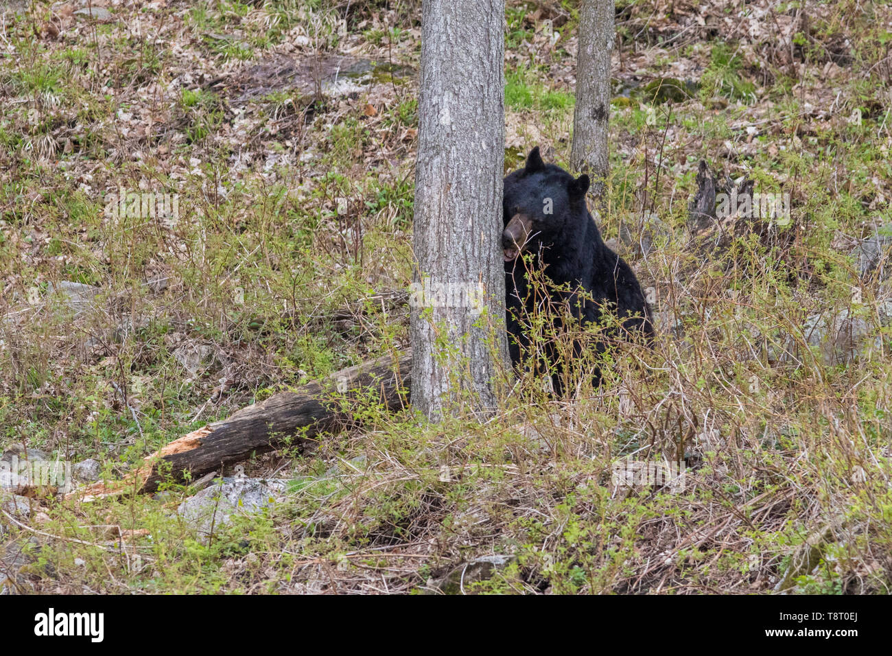 black bear in spring Stock Photo - Alamy