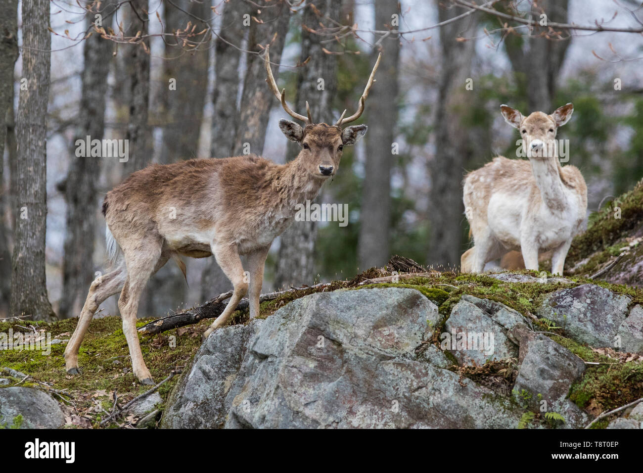 Fallow deer animal in bush hi-res stock photography and images - Alamy