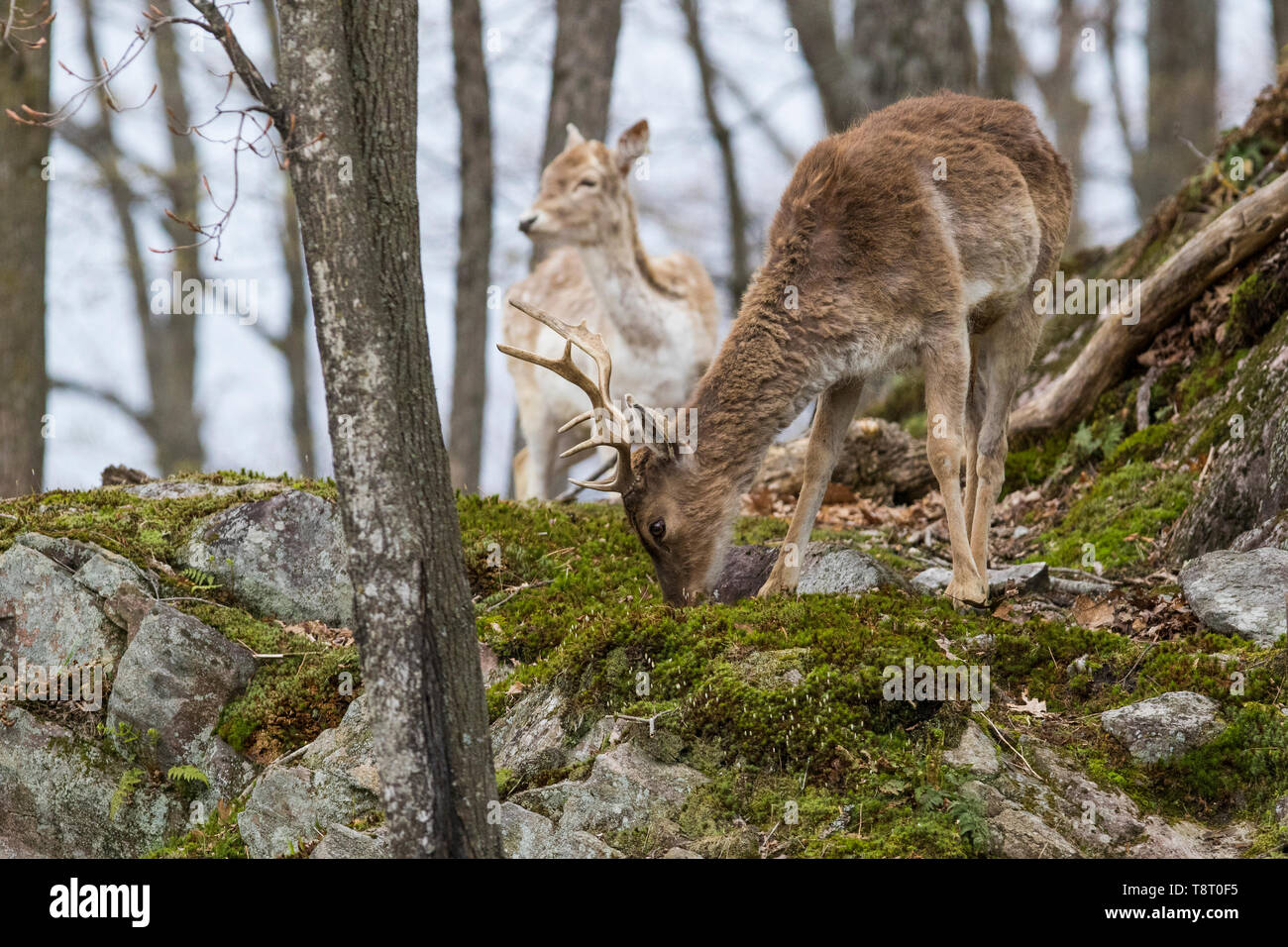 Fallow deer animal in bush hi-res stock photography and images - Alamy