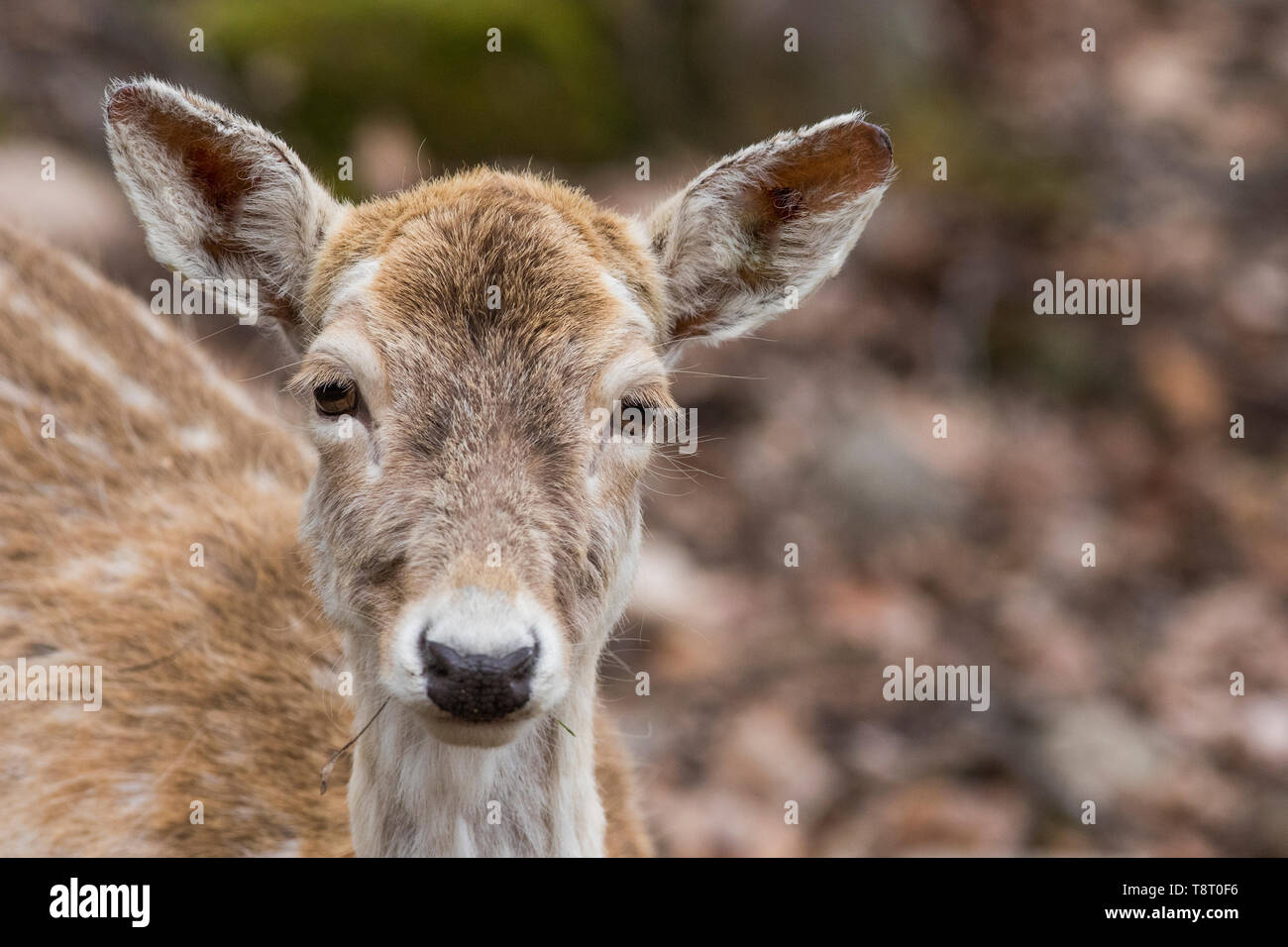 Fallow deer animal in bush hi-res stock photography and images - Alamy