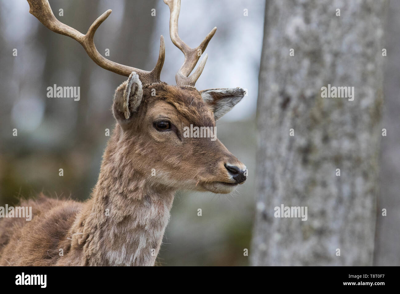 Fallow deer animal in bush hi-res stock photography and images - Alamy