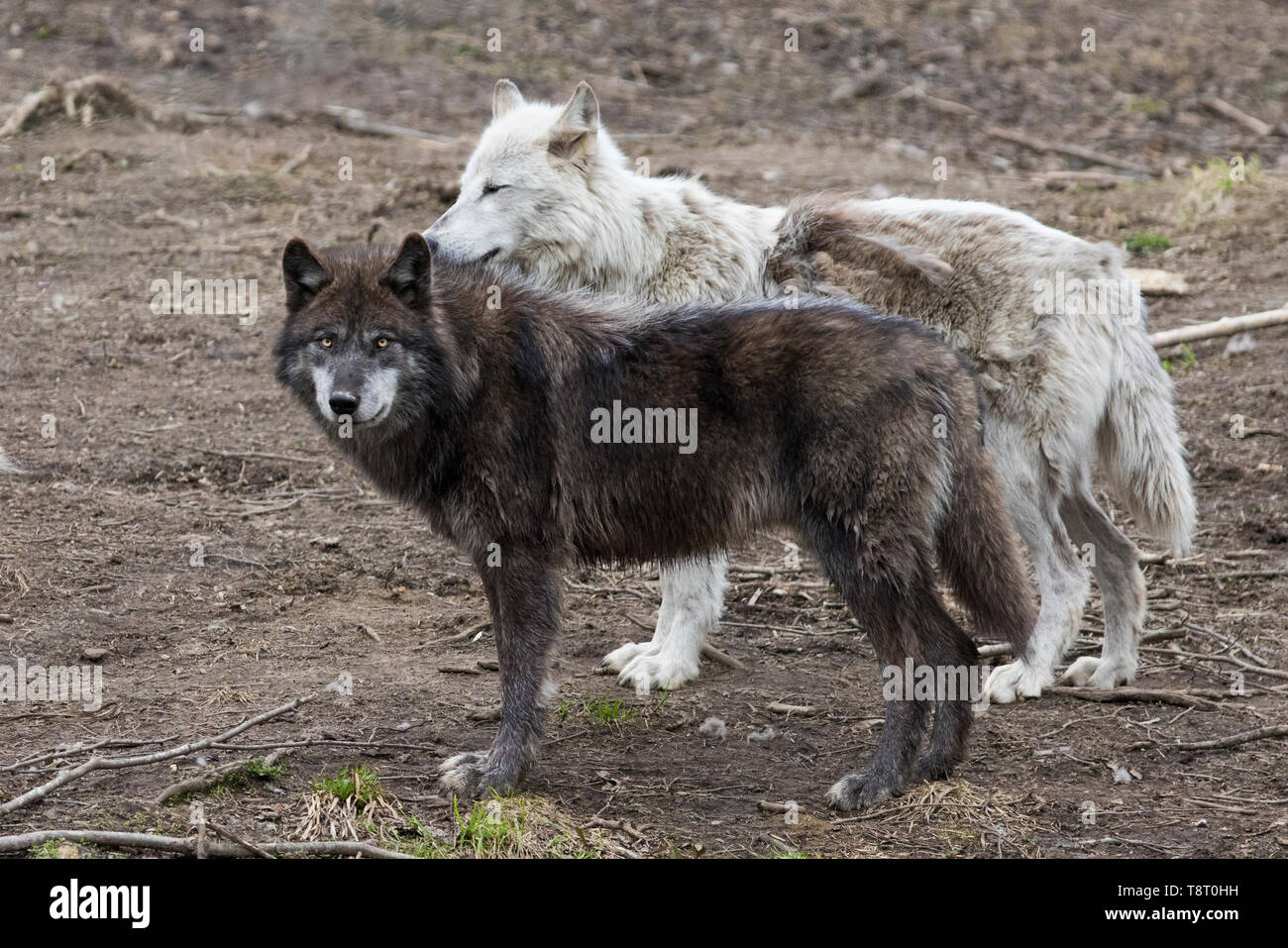 Grey wolves hi-res stock photography and images - Alamy