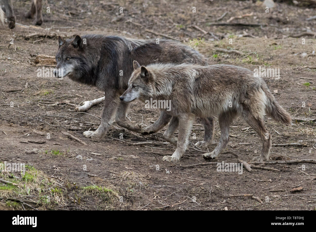 Wolf wild timber predator wolves hi-res stock photography and images ...